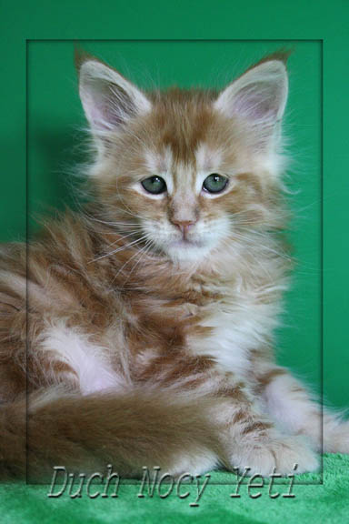 Duch Nocy - Hodowla Kotów rasy maine coon